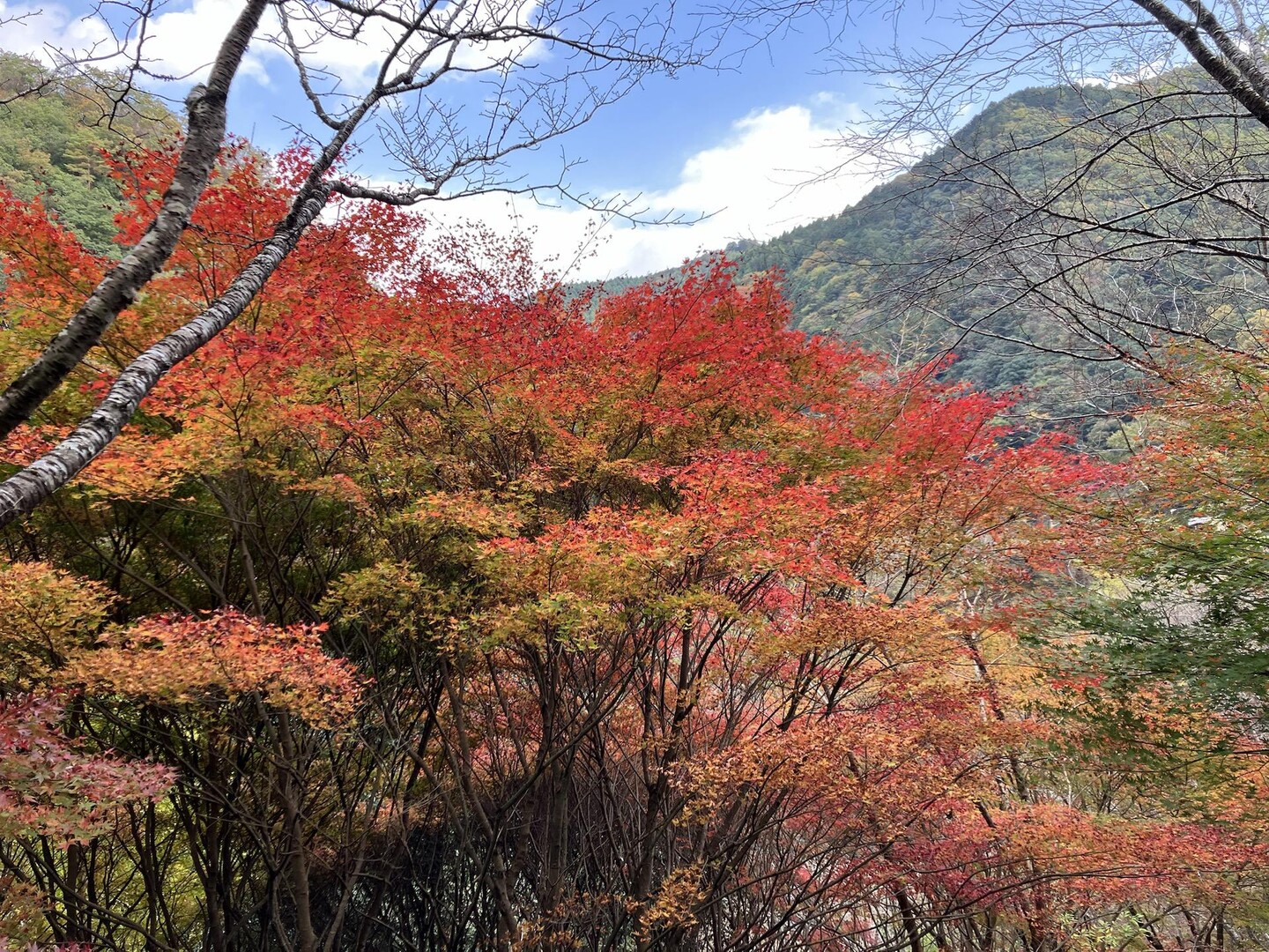 嵐山〜小倉山〜保津峡 / momoさんの愛宕山・三頭山・朝日峯の活動データ | YAMAP / ヤマップ