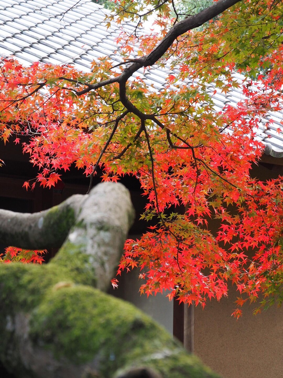最勝寺紅葉(筑西市)-2022-11-10 / samさんの下野市の活動データ | YAMAP / ヤマップ