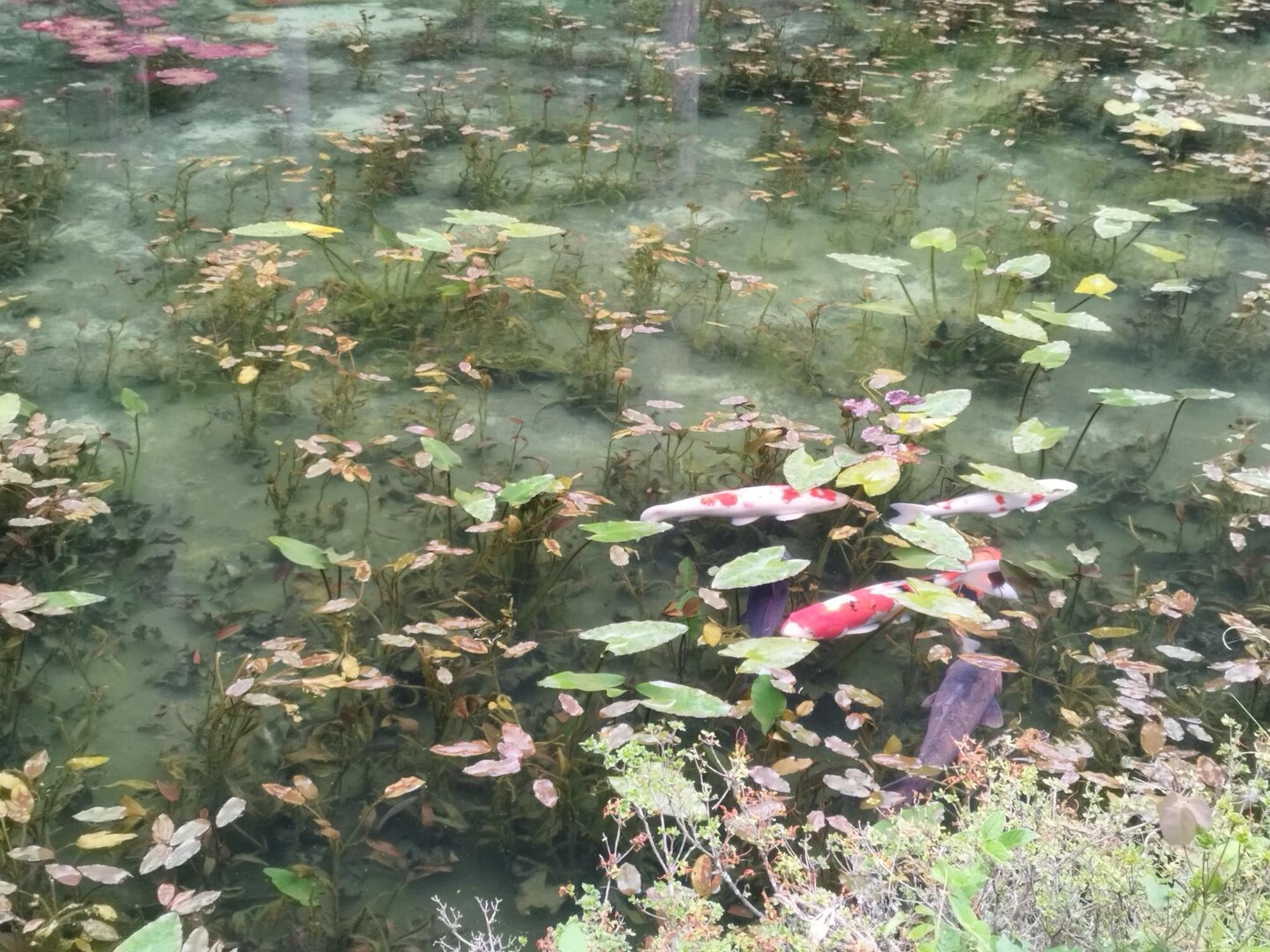 川浦渓谷、モネの池散策ほか / s.uedaさんの蕪山の活動データ | YAMAP / ヤマップ