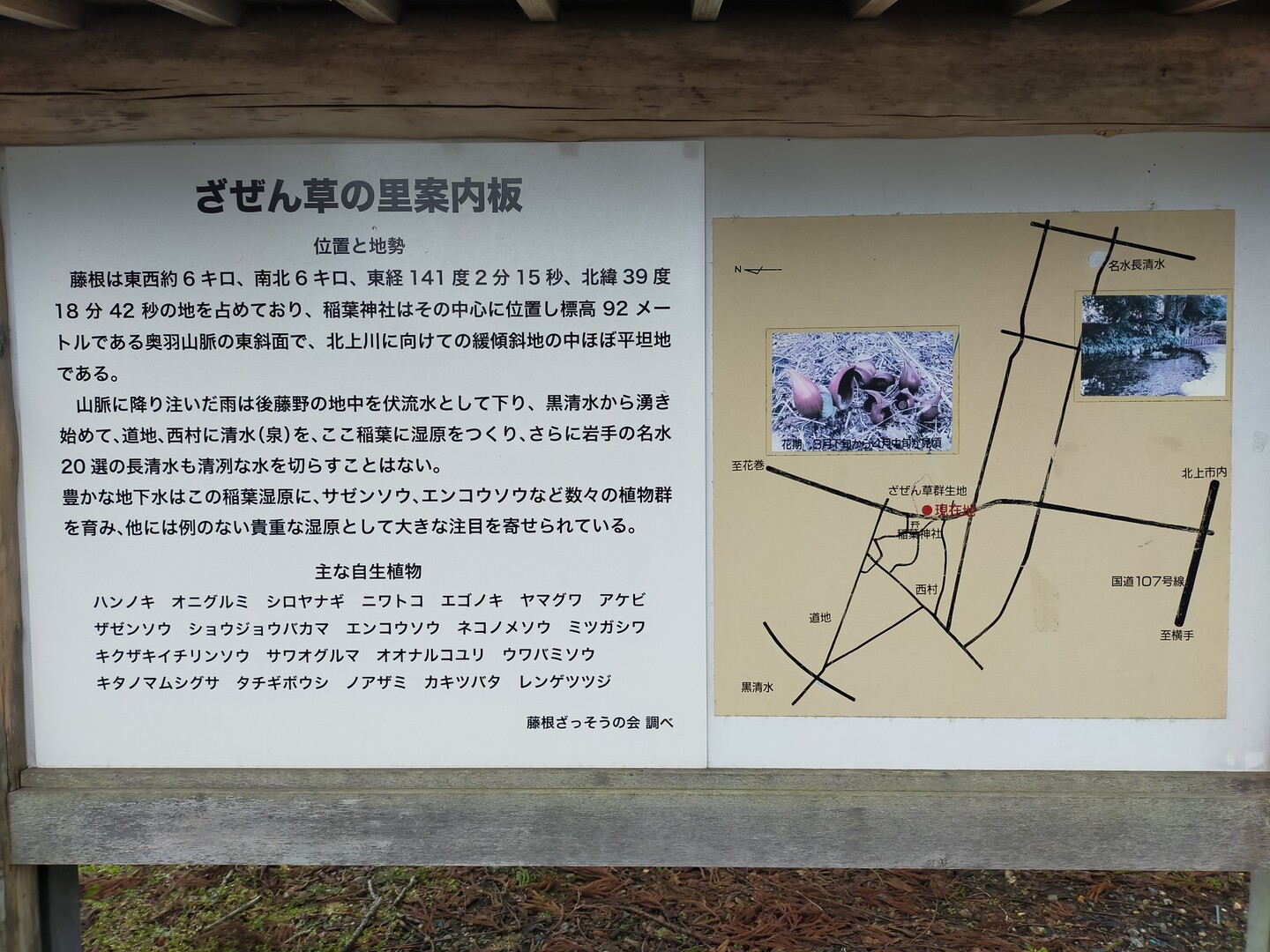 ざぜんそう、めんこい😍 / Kozさんのモーメント | YAMAP / ヤマップ