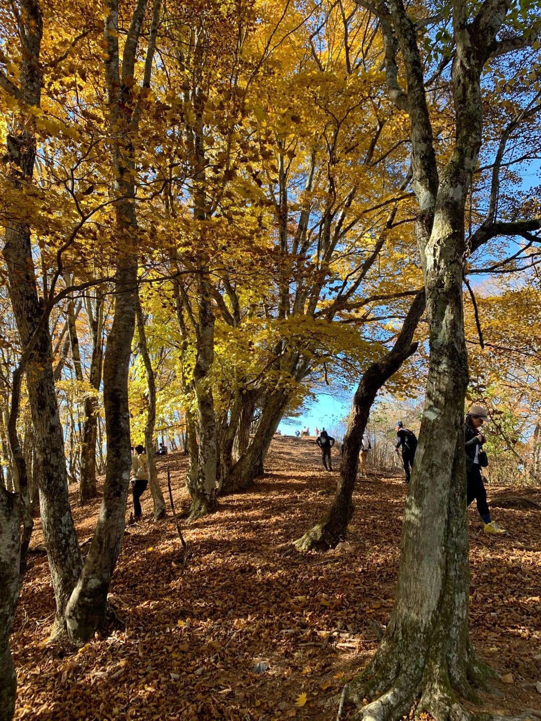 紅葉🍁 奥多摩川苔山 / nonnonさんの川苔山（川乗山）の活動データ | YAMAP / ヤマップ