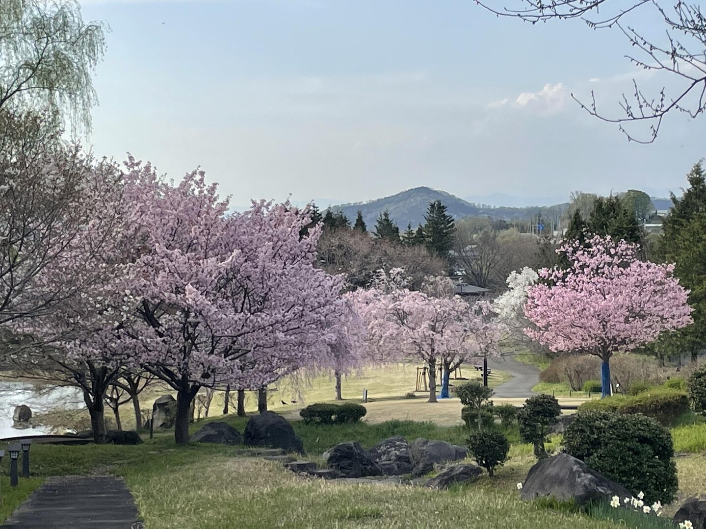 三毳山も春いっぱい / saeさんのモーメント | YAMAP / ヤマップ