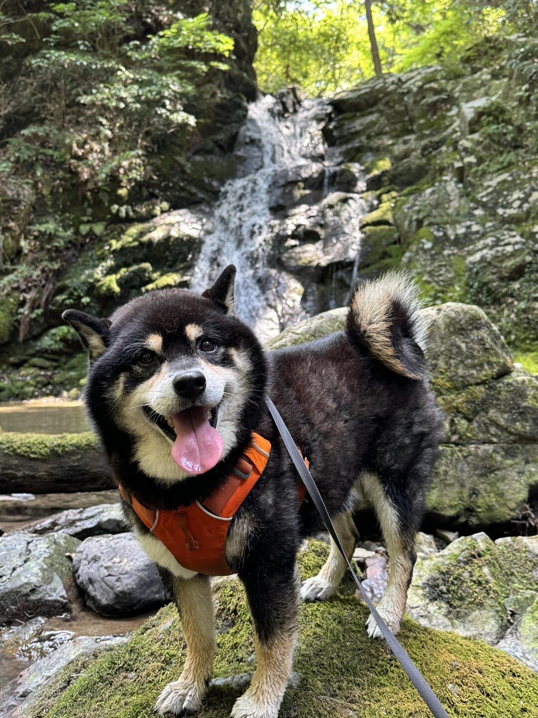 摂津峡 / ta614さんの竜王山・阿武山の活動データ | YAMAP / ヤマップ