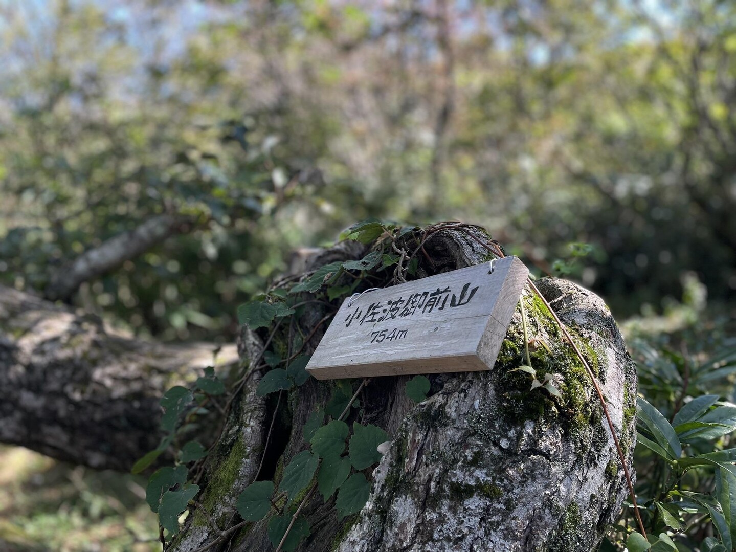 小佐波御前山 / Matchan.さんの小佐波御前山の活動日記 | YAMAP / ヤマップ