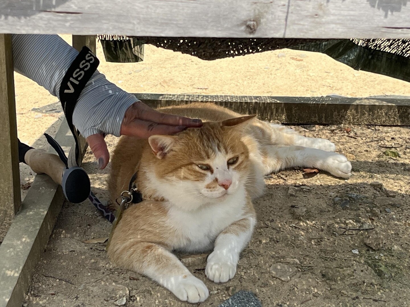 臥牛山 / momacさんの備中松山城の活動データ | YAMAP / ヤマップ