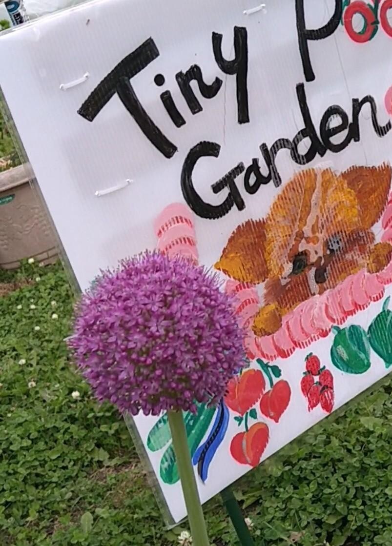 本日の花活💮 ①アリウム・ギガンチウ... / はなままさんのモーメント | YAMAP / ヤマップ