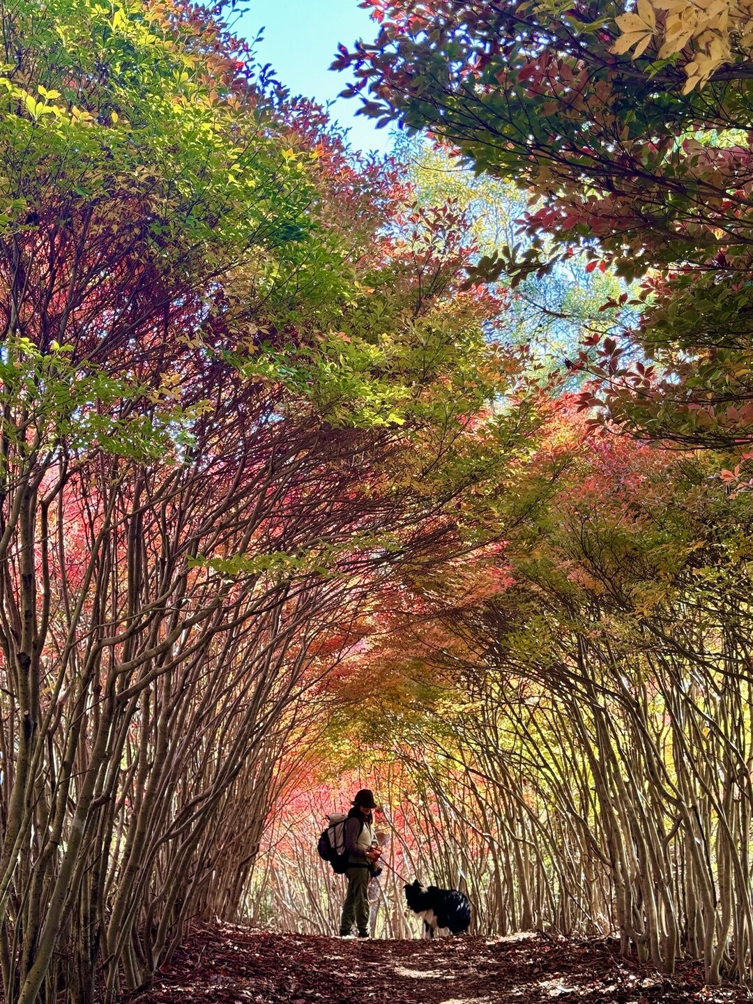 岩石山⛰️紅葉🍁ドウダンツツジのトンネル / YASUKO 127さんの岩石山（岩石城）の活動データ | YAMAP / ヤマップ