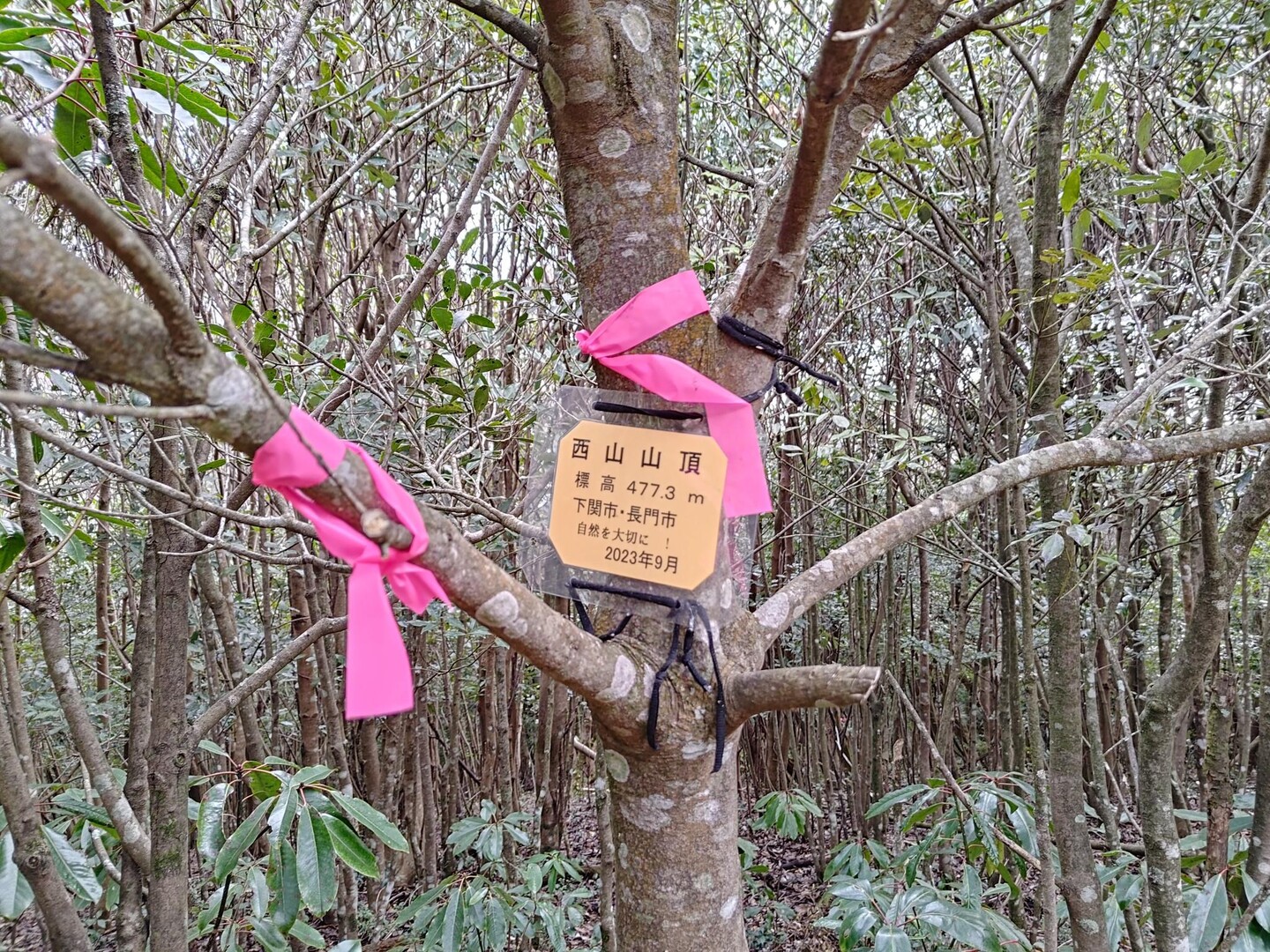 2024年初日出ました〜大領寺山・西山縦走 / 風待人さんの下関市（豊田町）の活動データ | YAMAP / ヤマップ