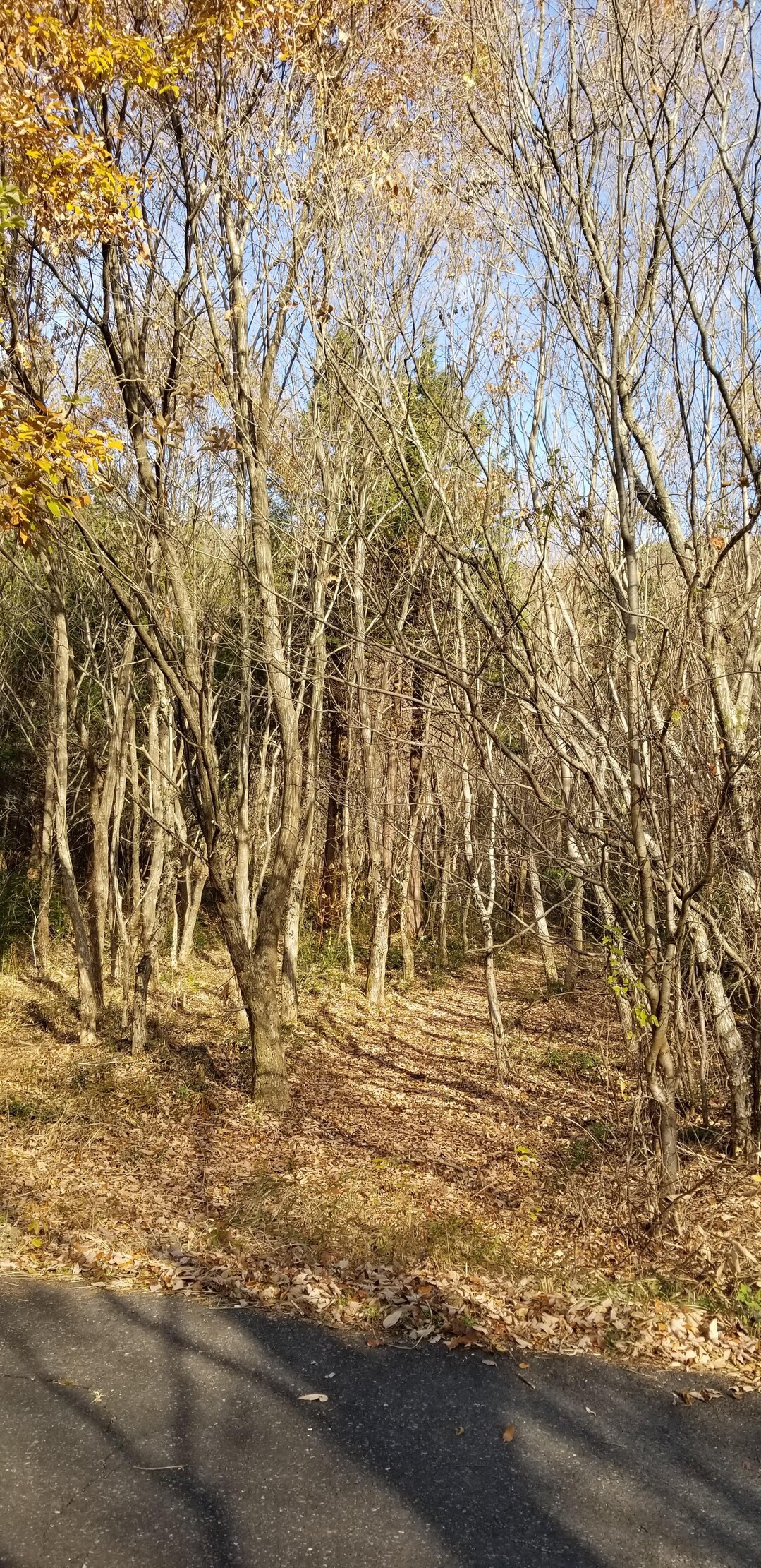 fuku🐤fukuさんの投稿したフィールドメモ | YAMAP / ヤマップ