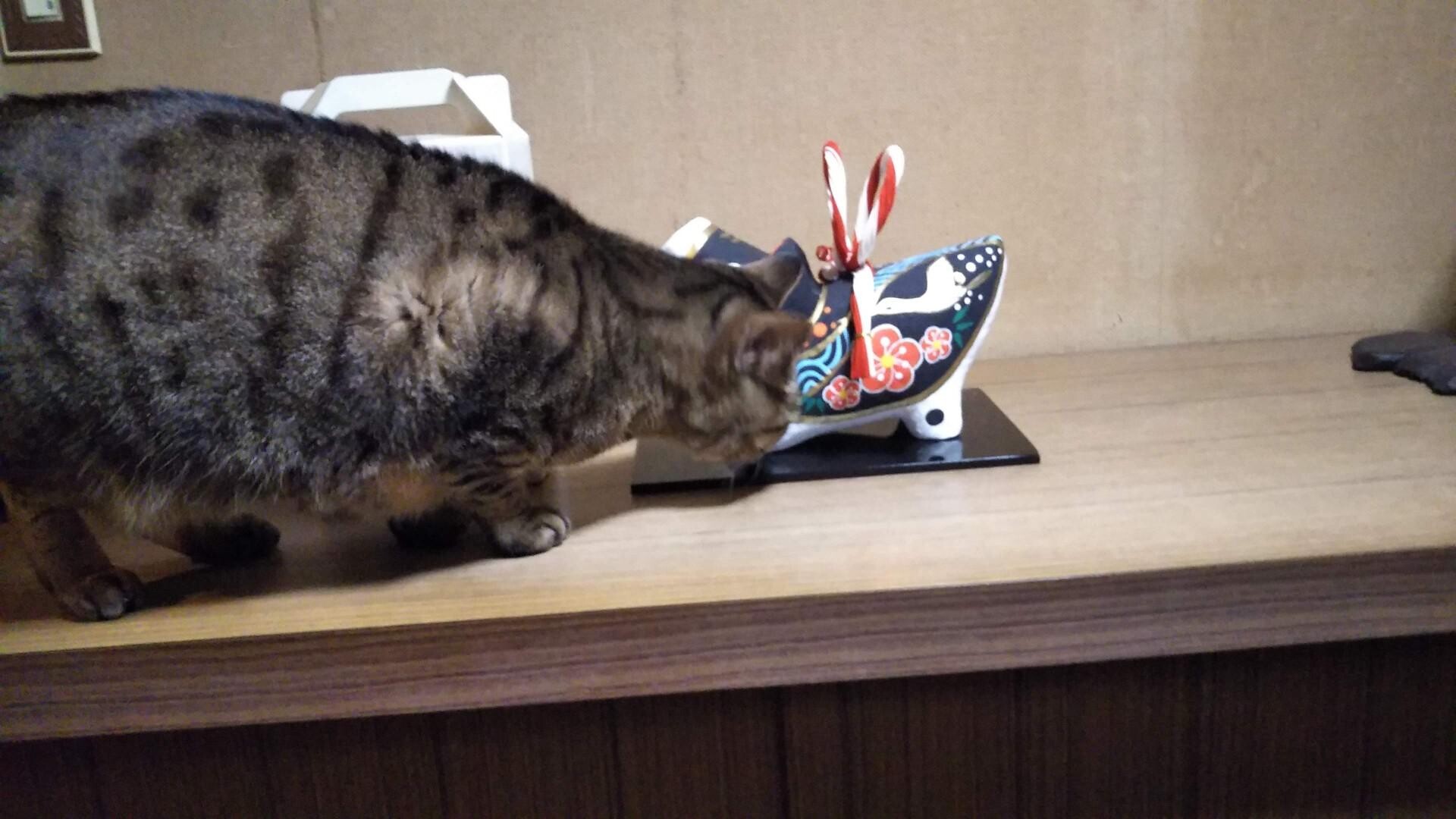 toraのページ | YAMAP / ヤマップ