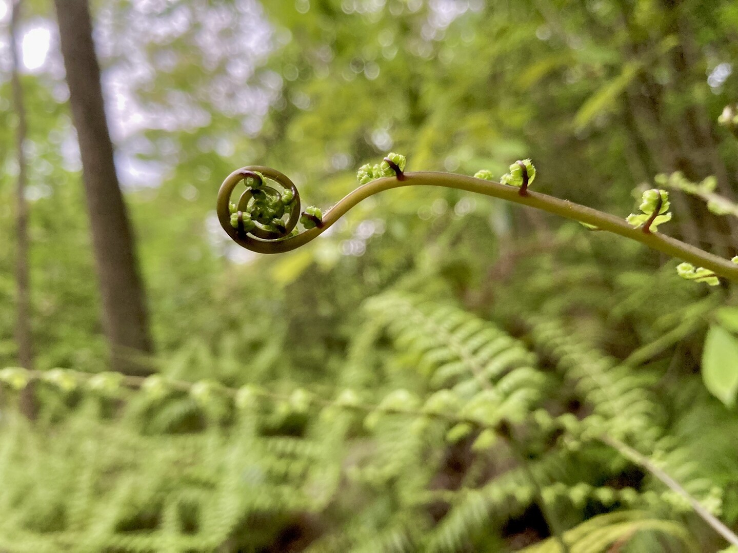曇天朝駆け・朝日岳・中岳 / rokuさんの三倉岳・瓦小屋山の活動日記 | YAMAP / ヤマップ