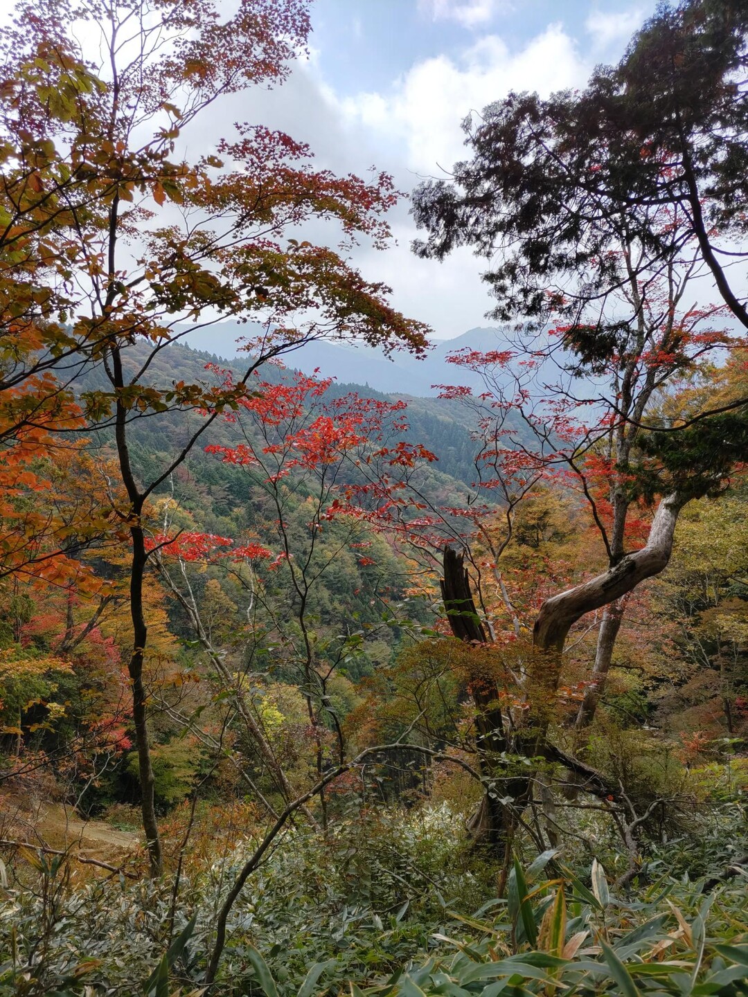 コンコン 金剛山 / T64さんの葛城修験エリアマップ（金剛山周辺）の活動データ | YAMAP / ヤマップ