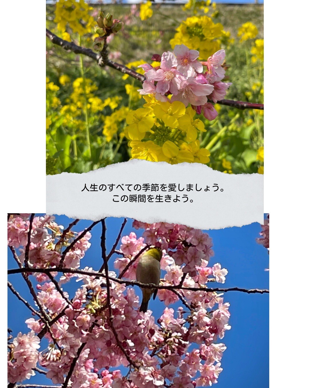 散歩 河津桜、菜花 花よりもぐもぐメジロ... / SORAさんのモーメント | YAMAP / ヤマップ