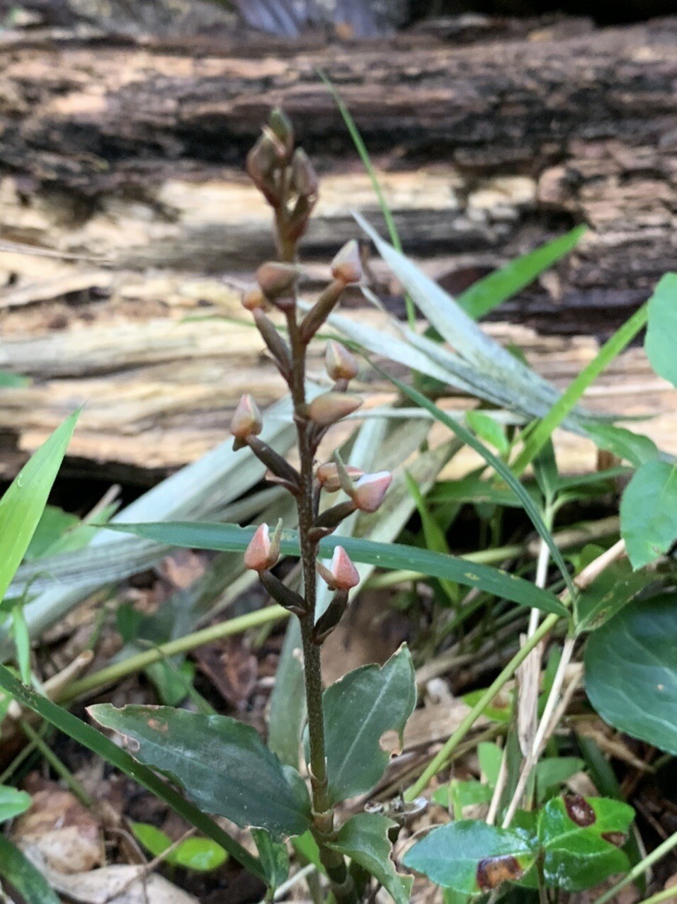 蜻蛉祭り 前回の子の様子見に 前回の子は... / Atto-Rieさんのモーメント | YAMAP / ヤマップ