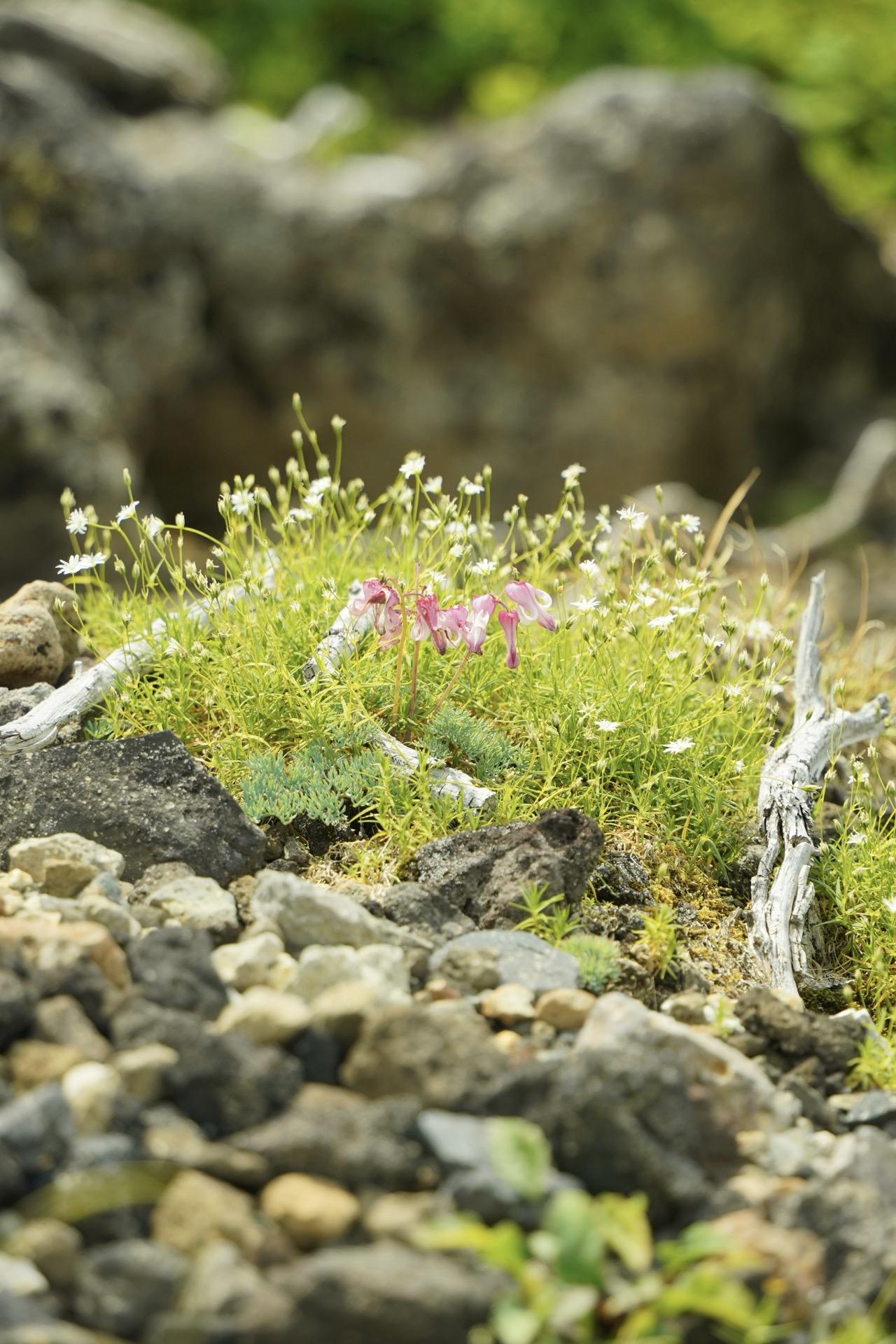 乗鞍岳（剣ヶ峰） / SUさんの乗鞍岳の活動データ | YAMAP / ヤマップ