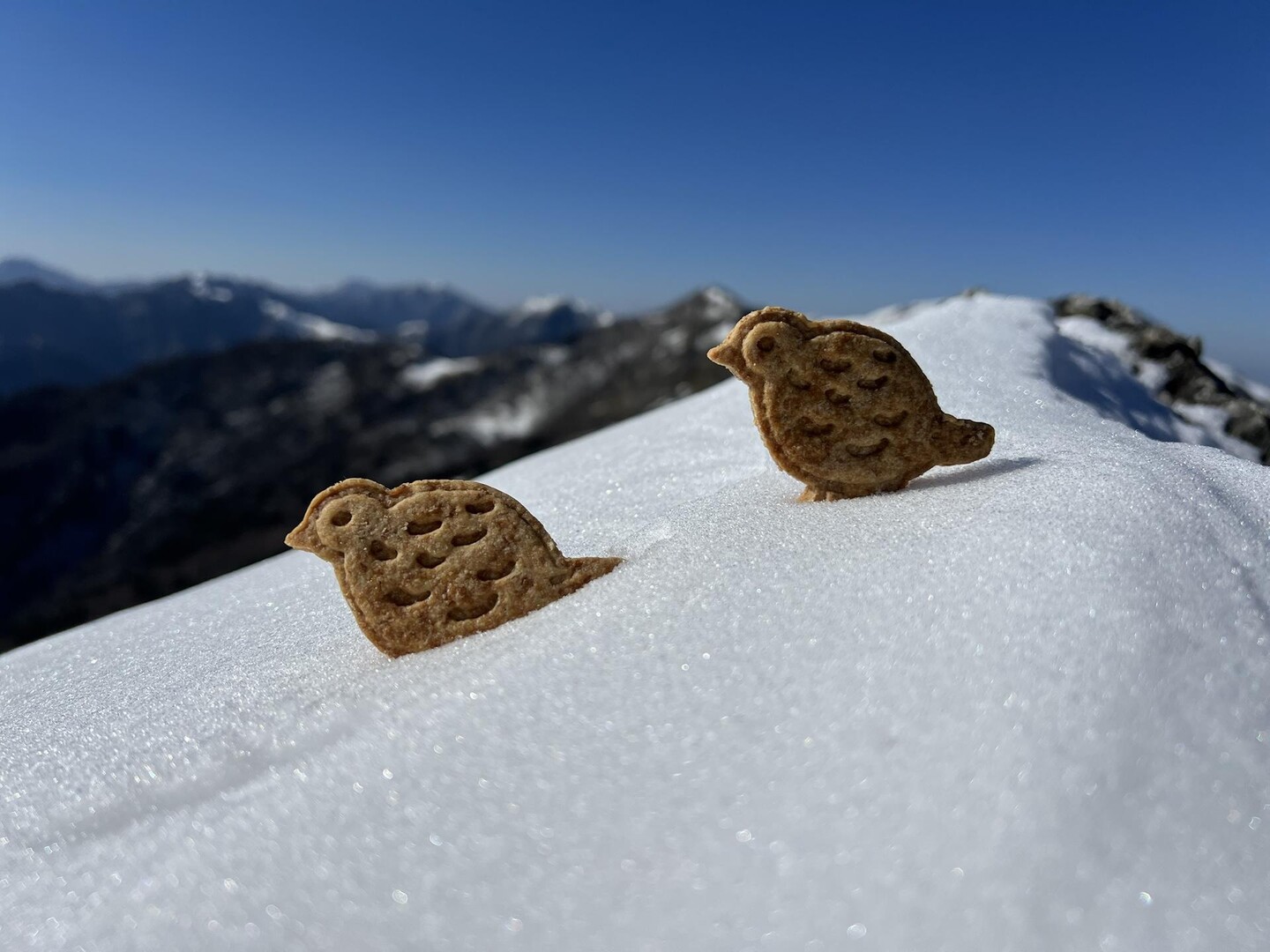 平家平：2025登り初め🏔️雷鳥親子発見⛄️ / mipiさんの笹ヶ峰・寒風山・平家平の活動データ | YAMAP / ヤマップ