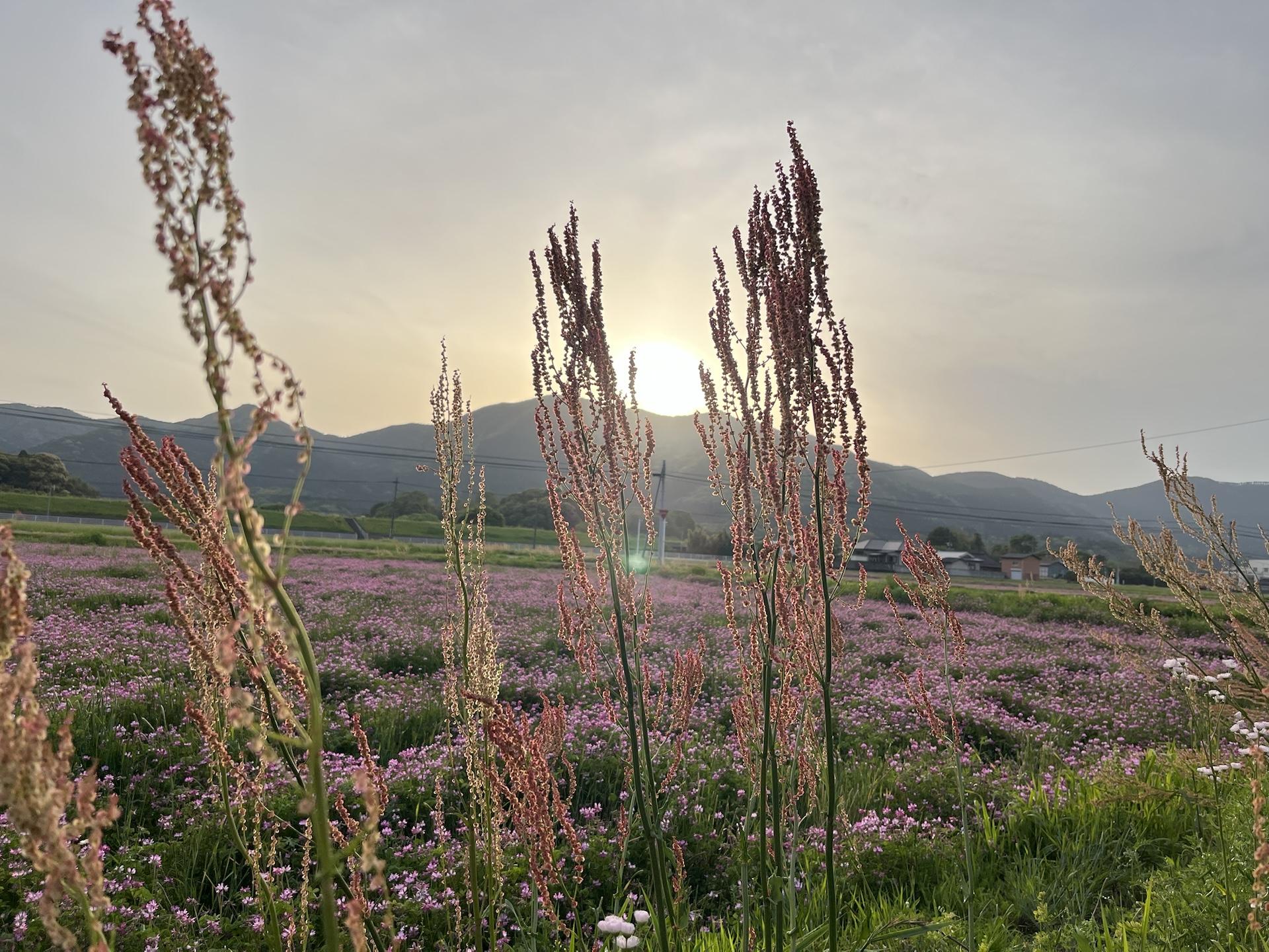 黄昏時の散歩🚶 ちょっと歩いて見ま... / hideさんのモーメント | YAMAP / ヤマップ