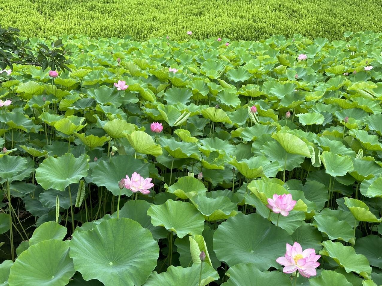 Mimiのページ | YAMAP / ヤマップ