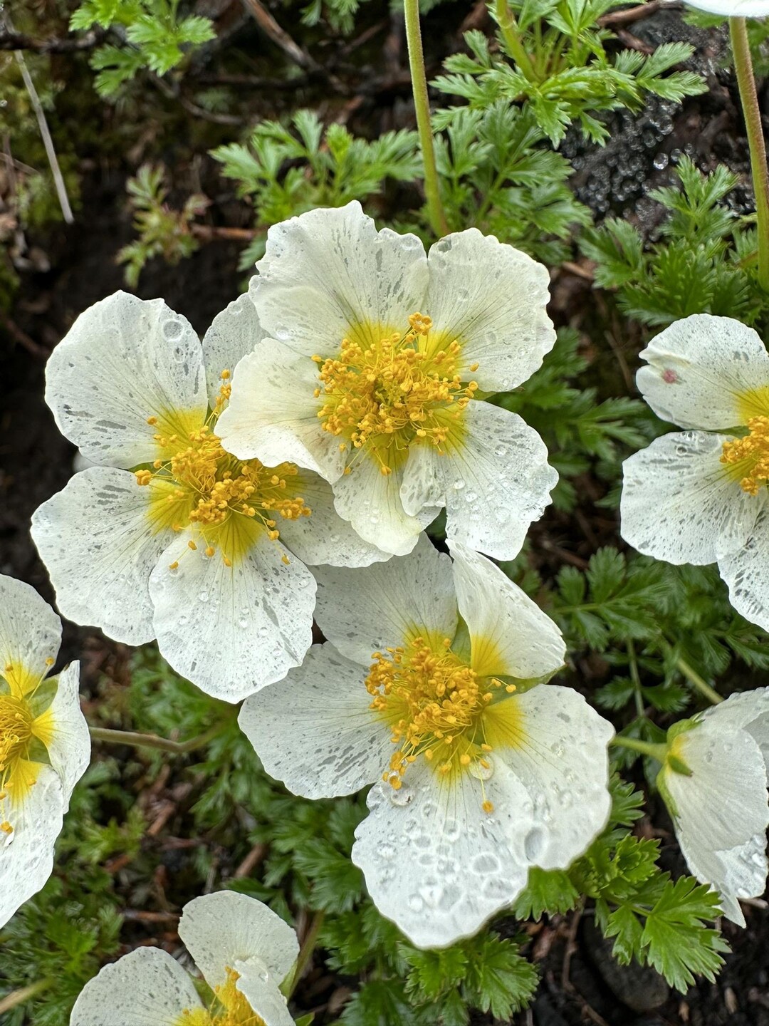 男女岳・横岳 / とくてづさんの秋田駒ヶ岳・男女岳・貝吹岳の活動日記 | YAMAP / ヤマップ