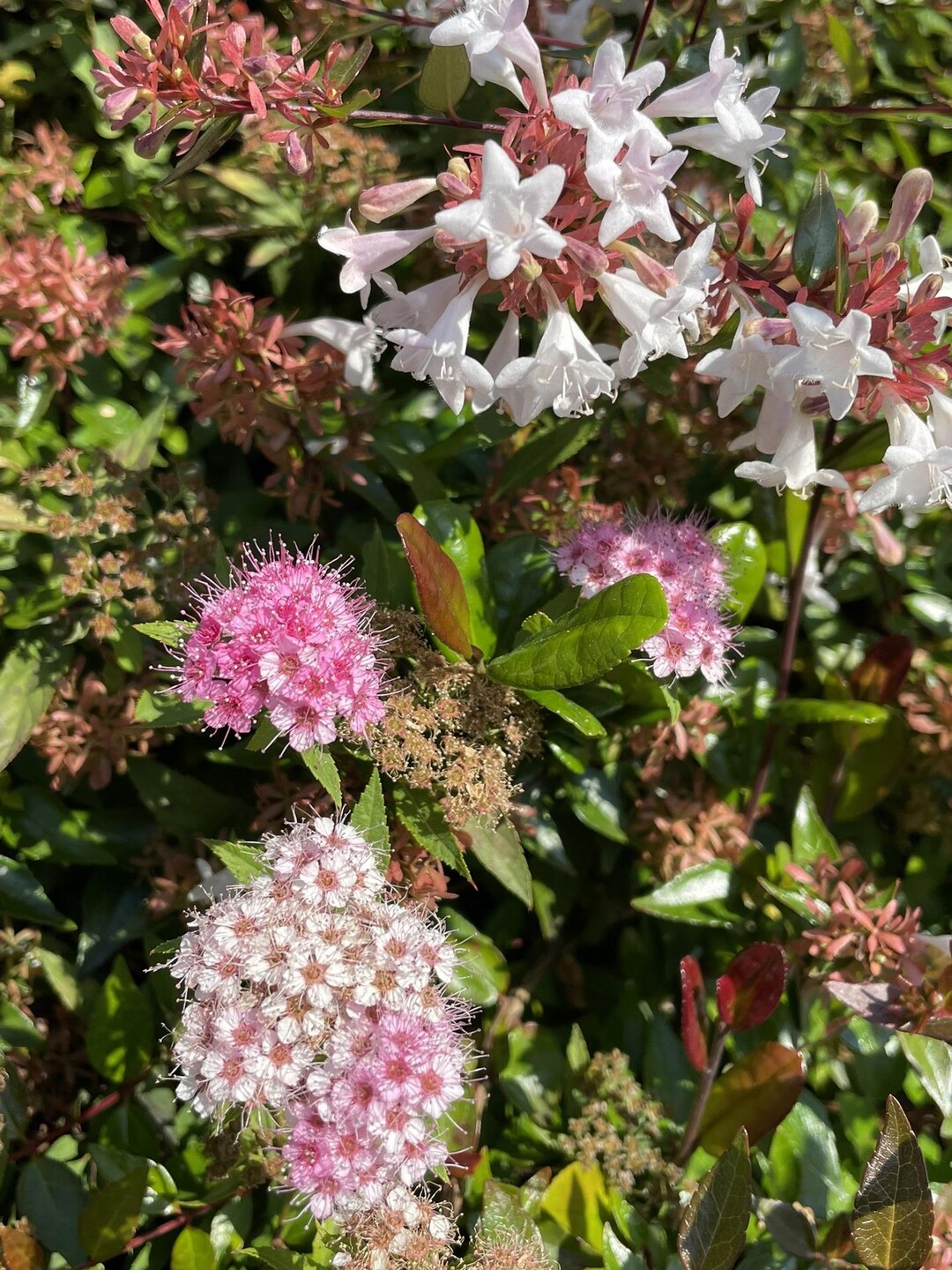 シモツケとヘクソカズラ⛰️ / hiromiさんのモーメント | YAMAP / ヤマップ