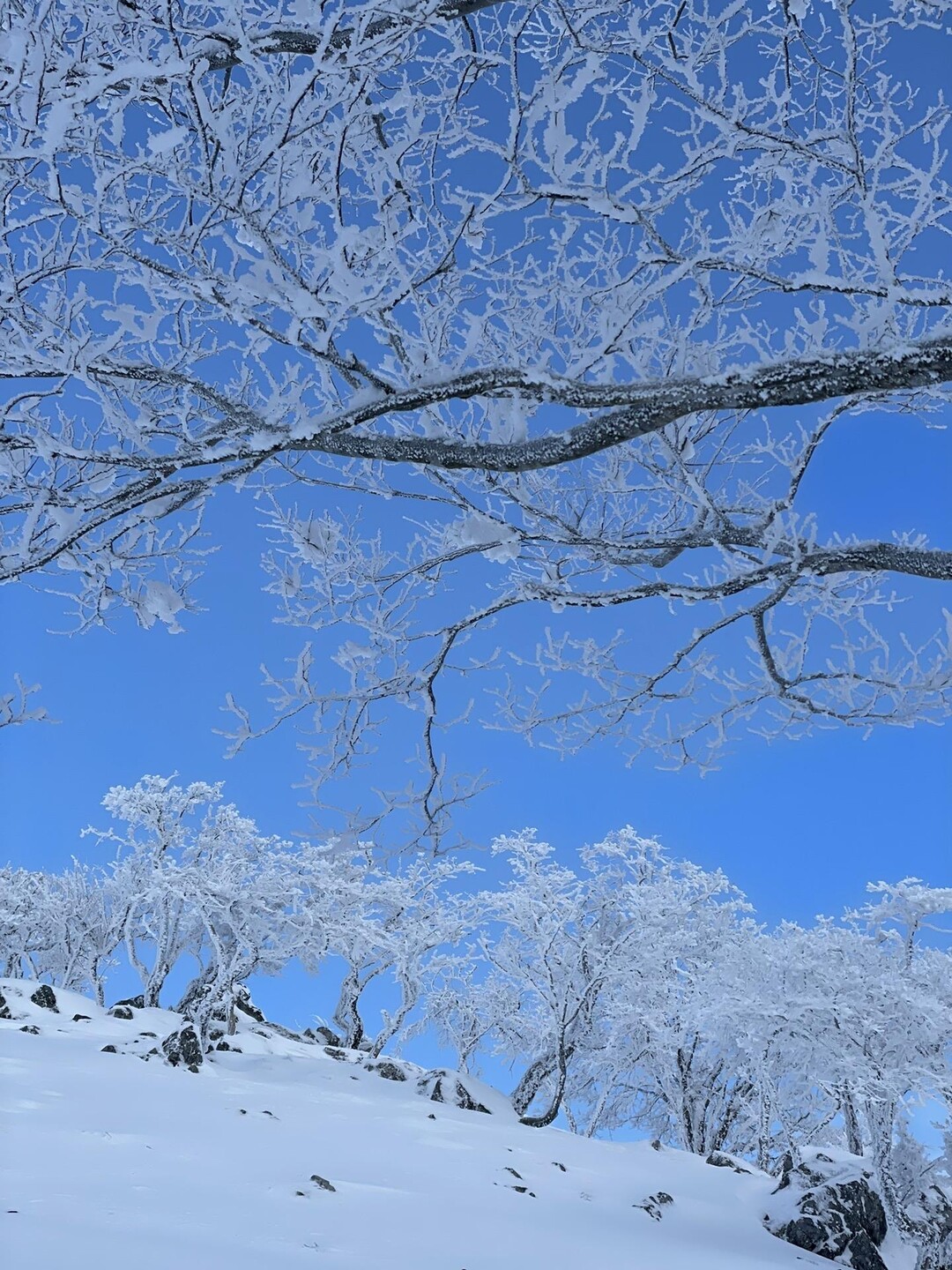 経塚山・霊仙山・霊仙山最高点・南霊岳 / fjhiroさんの霊仙山の活動データ | YAMAP / ヤマップ