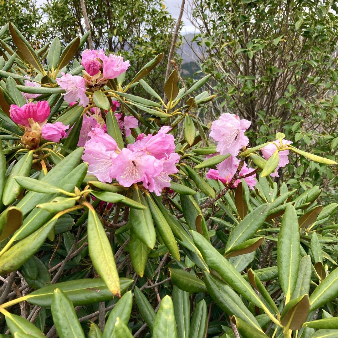 堂満岳 / Hirofumi I🕶さんの比良山地・武奈ヶ岳・釈迦岳の活動データ | YAMAP / ヤマップ