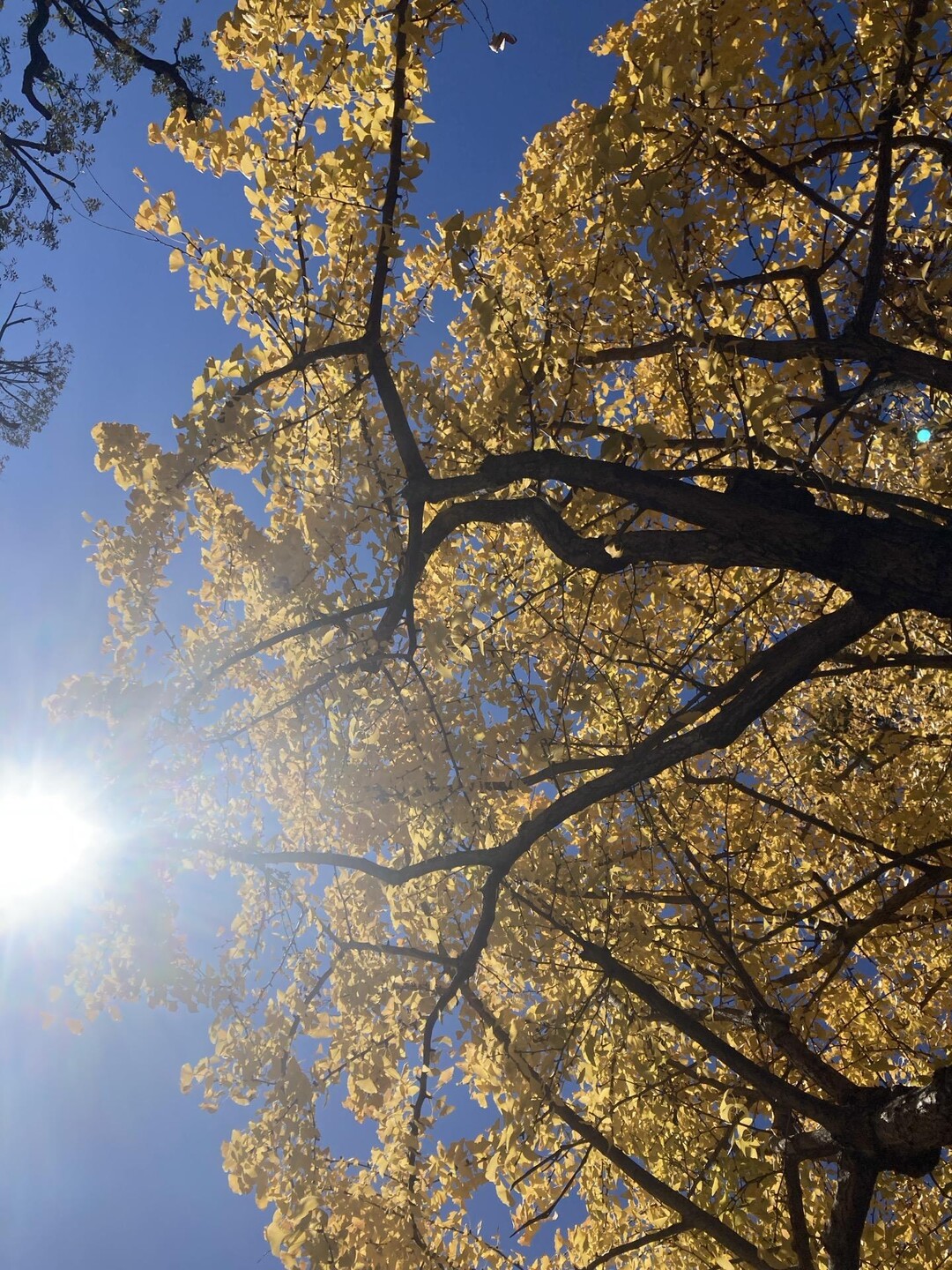 芝公園もみじ谷、紅葉チェック♪ あとちょ... / ktmlさんのモーメント | YAMAP / ヤマップ