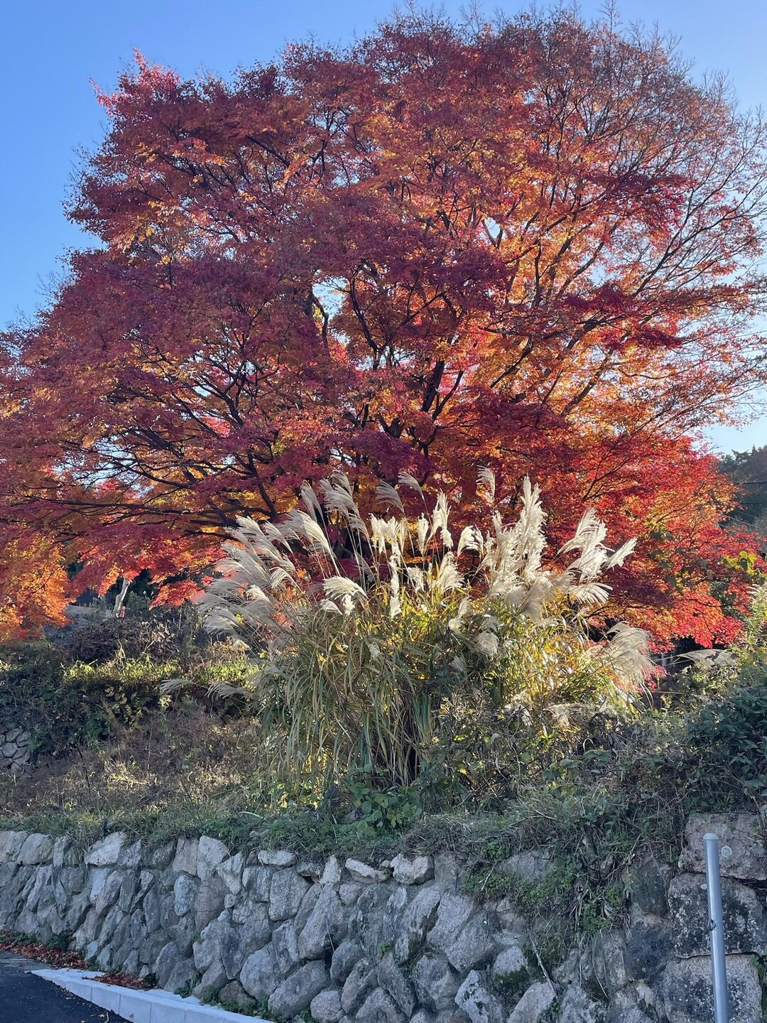 2024年12月7日土曜日のハイク。 皆... / まことさんのモーメント | YAMAP / ヤマップ