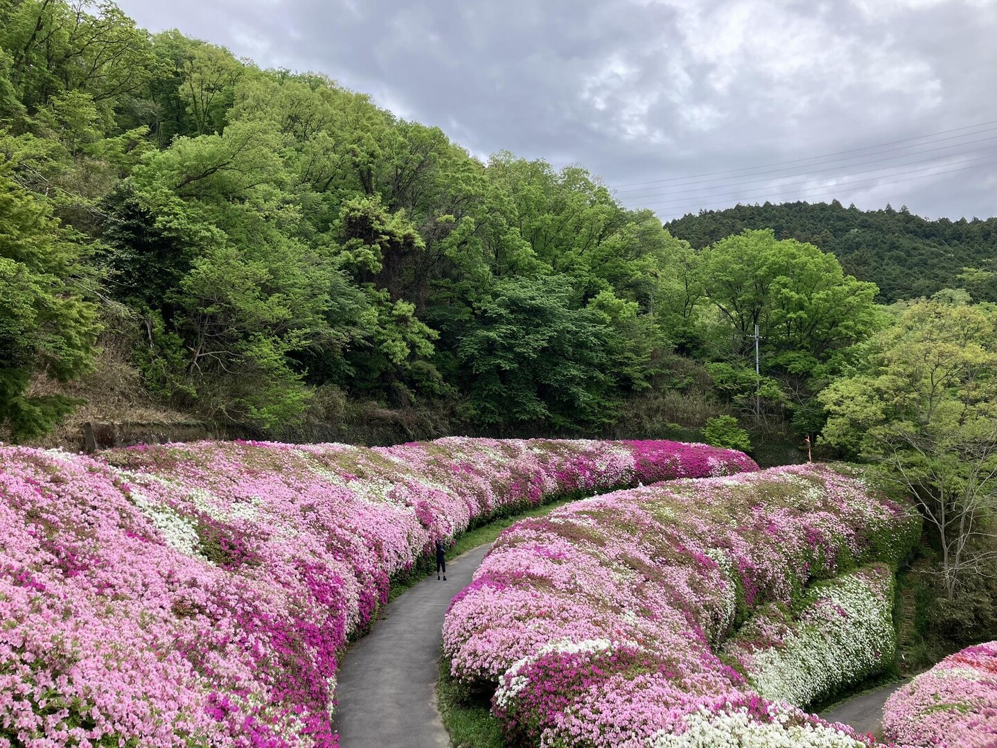 ツツジロール / toruさんのウォーキングの活動データ | YAMAP / ヤマップ