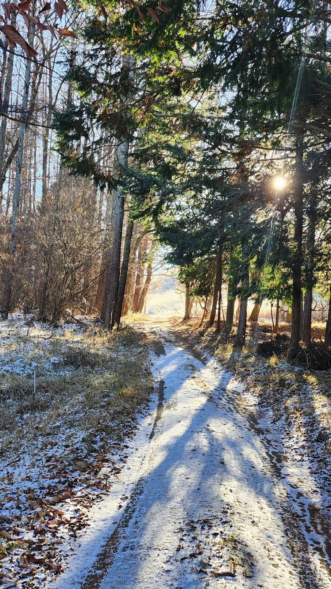 家の裏山 鹿が立ってくれていたら絵になる... / ココペリさんのモーメント | YAMAP / ヤマップ