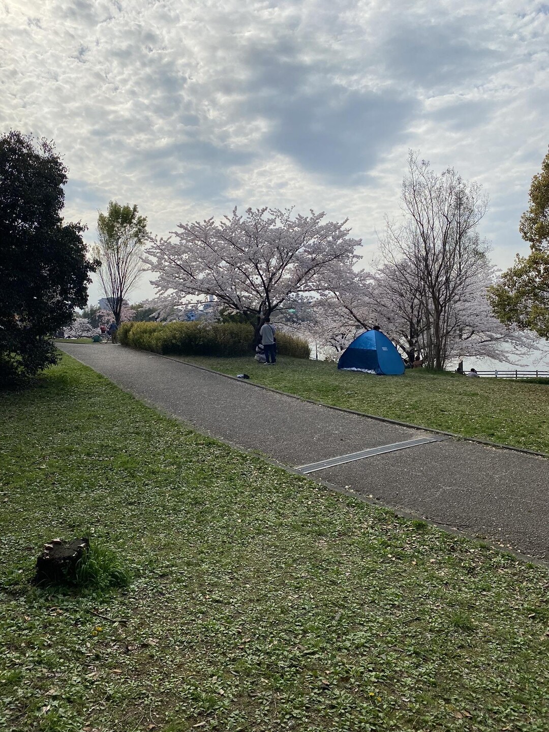今年も🌸桜の季節がきましたね。 / papaさんのモーメント | YAMAP / ヤマップ