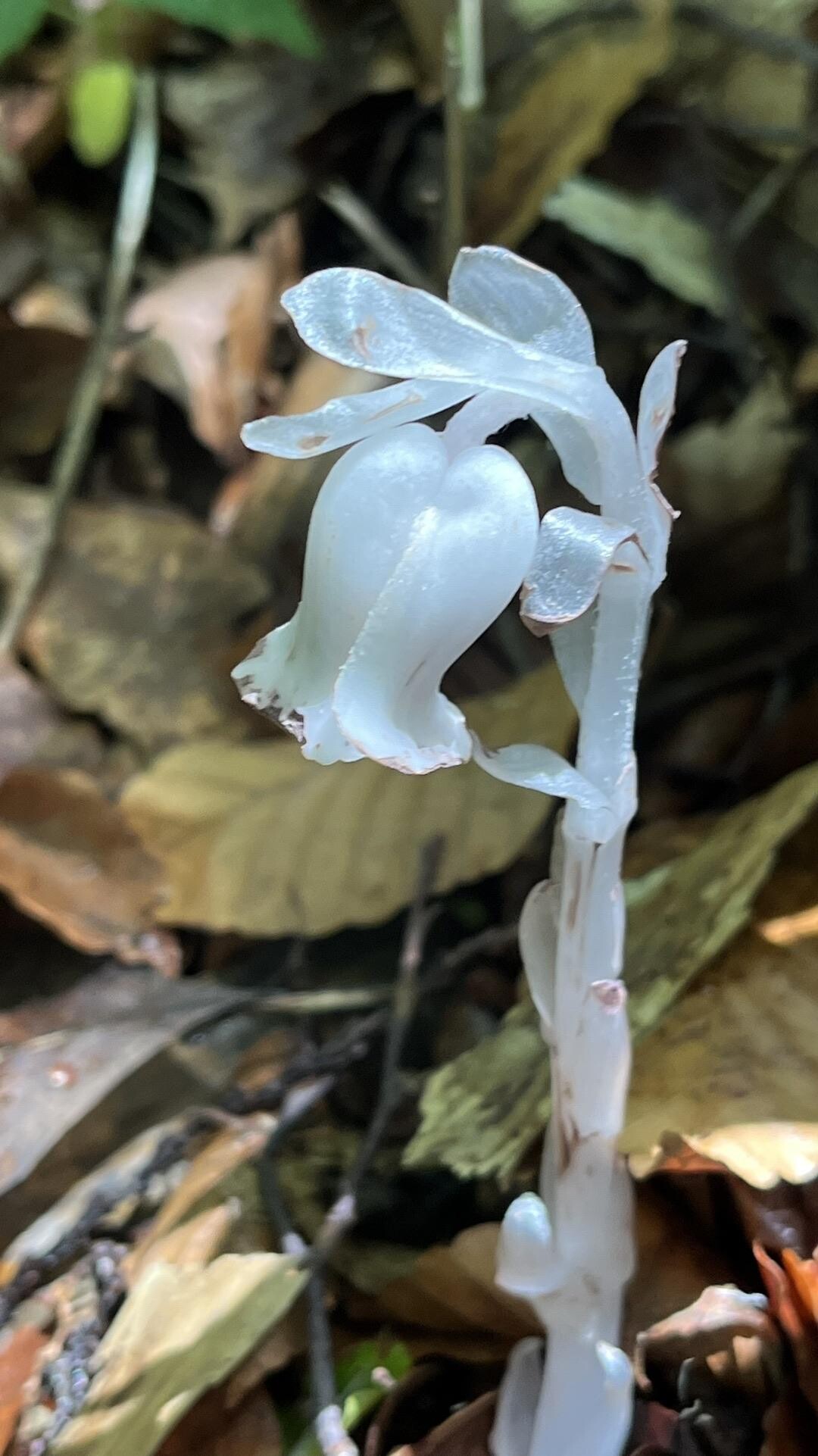 金剛山 / milky55さんの金剛山・二上山・大和葛城山の活動データ | YAMAP / ヤマップ