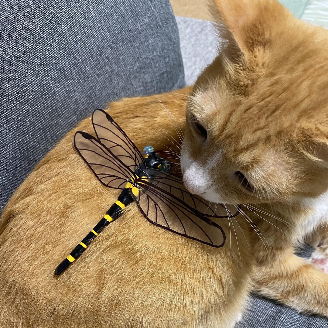 今日は雨のため、楽しみにしていた山行が延... / cha-shuさんのモーメント | YAMAP / ヤマップ