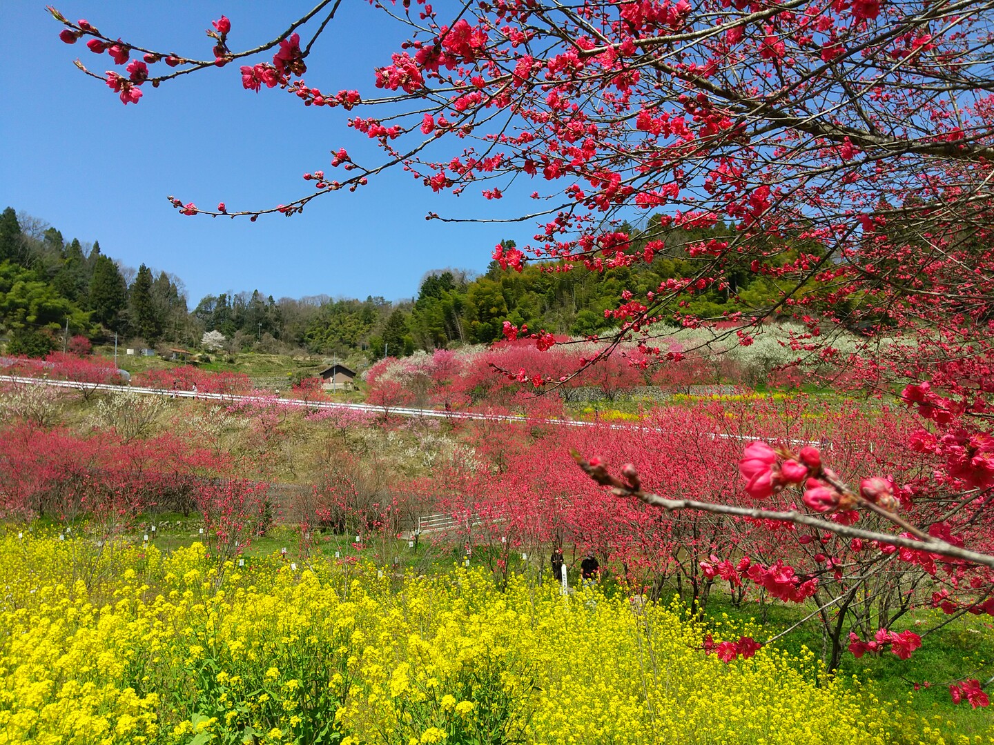 今日は桃源郷川角(天国に一番近い里)へ ... / mipotさんのモーメント | YAMAP / ヤマップ