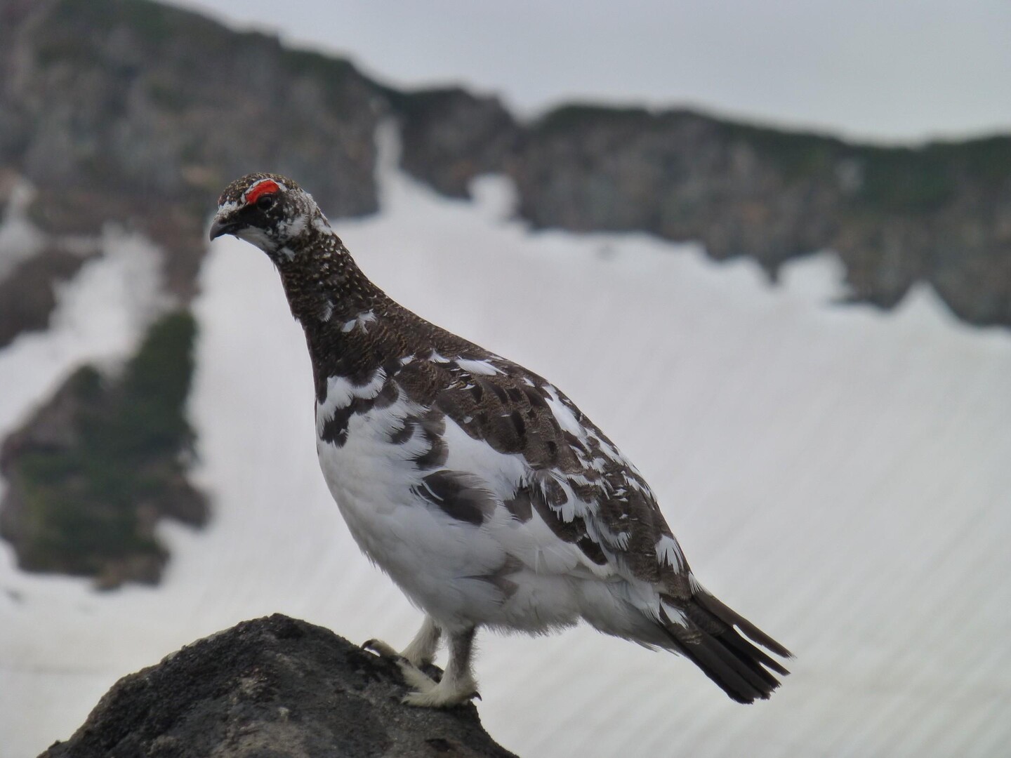 飛騨頂上・継子岳・継子Ⅱ峰 / takanoさんの御嶽山・継子岳・摩利支天山の活動データ | YAMAP / ヤマップ
