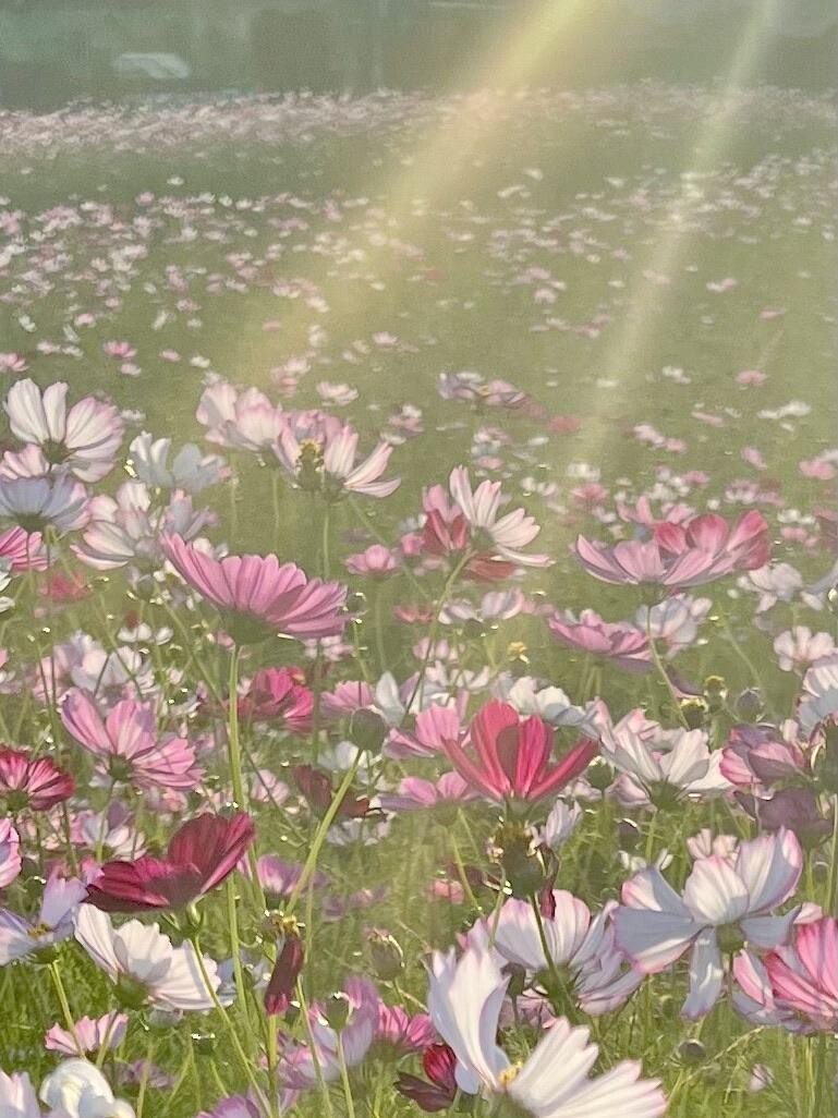 藤原宮跡〜香久山 天岩戸神社-2022-10-06 / yuki さんのウォーキングの活動データ | YAMAP / ヤマップ