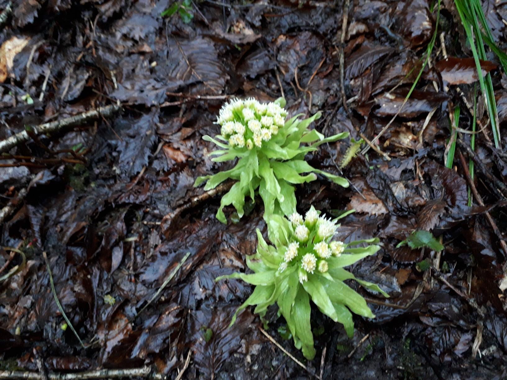 大山 / RYUさんの大山・甲ヶ山・野田ヶ山の活動データ | YAMAP / ヤマップ