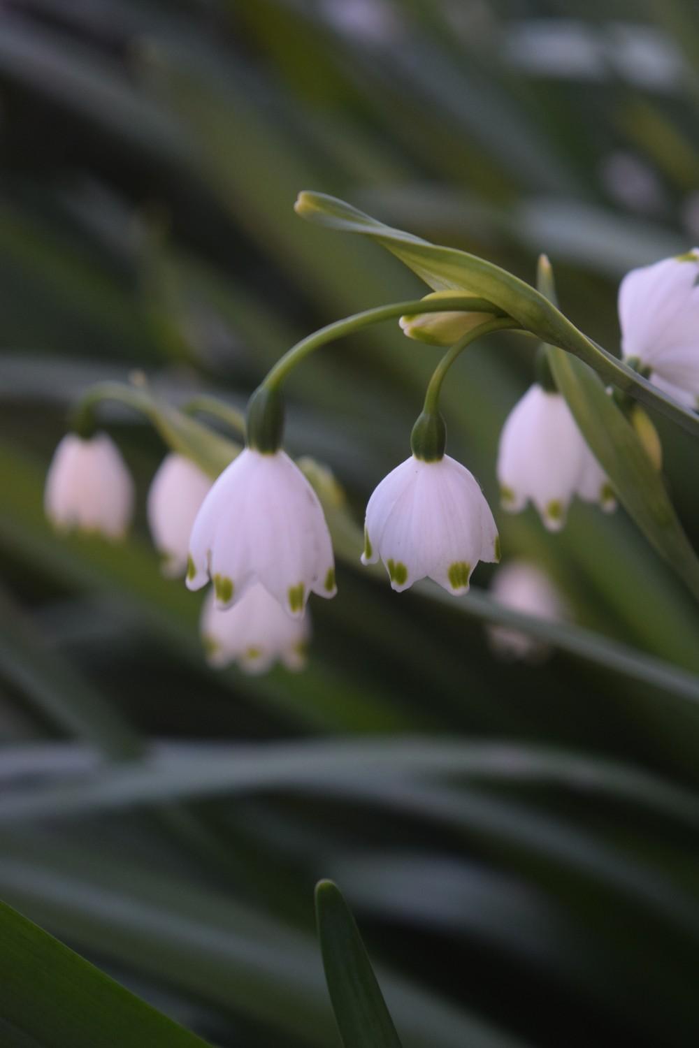 スノーフレーク💠 花言葉は「皆をひきつ... / hiroさんのモーメント | YAMAP / ヤマップ