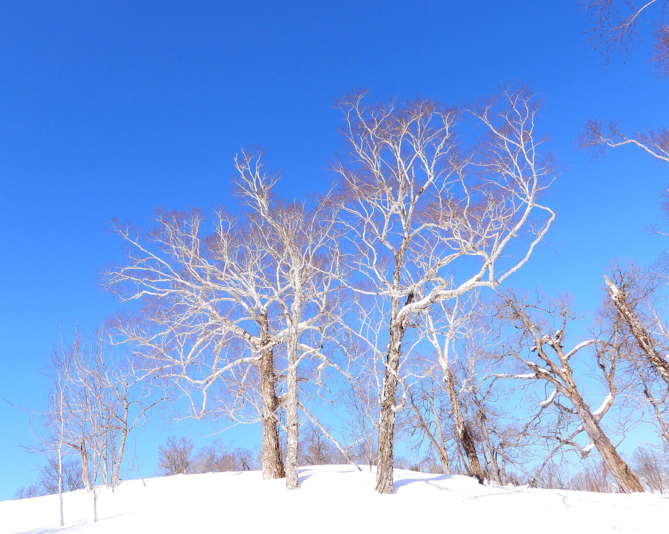 噛伊尻山でソリビュン♪ / pon(夫) ＆ 連れ(妻)さんの増子山・塩狩山・千歳山の活動データ | YAMAP / ヤマップ