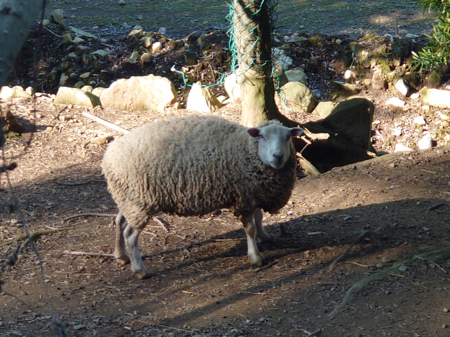 九州自然歩道シリーズ26(喜々津駅〜峠〜碁盤ノ辻〜橘神社) / puonさんの矢上普賢岳・行仙岳の活動日記 | YAMAP / ヤマップ