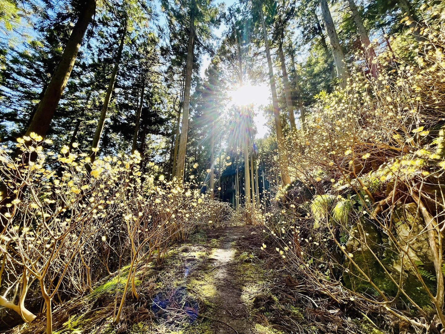 高室山 / mitsu32さんの高室山の活動データ | YAMAP / ヤマップ