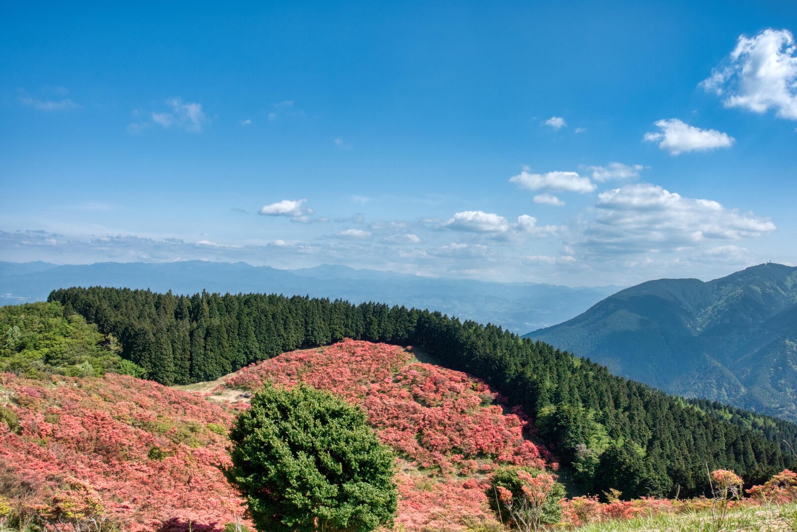 青空と満開のツツジ園（葛城山北尾根ピストン） / persさんの金剛山・二上山・大和葛城山の活動データ | YAMAP / ヤマップ
