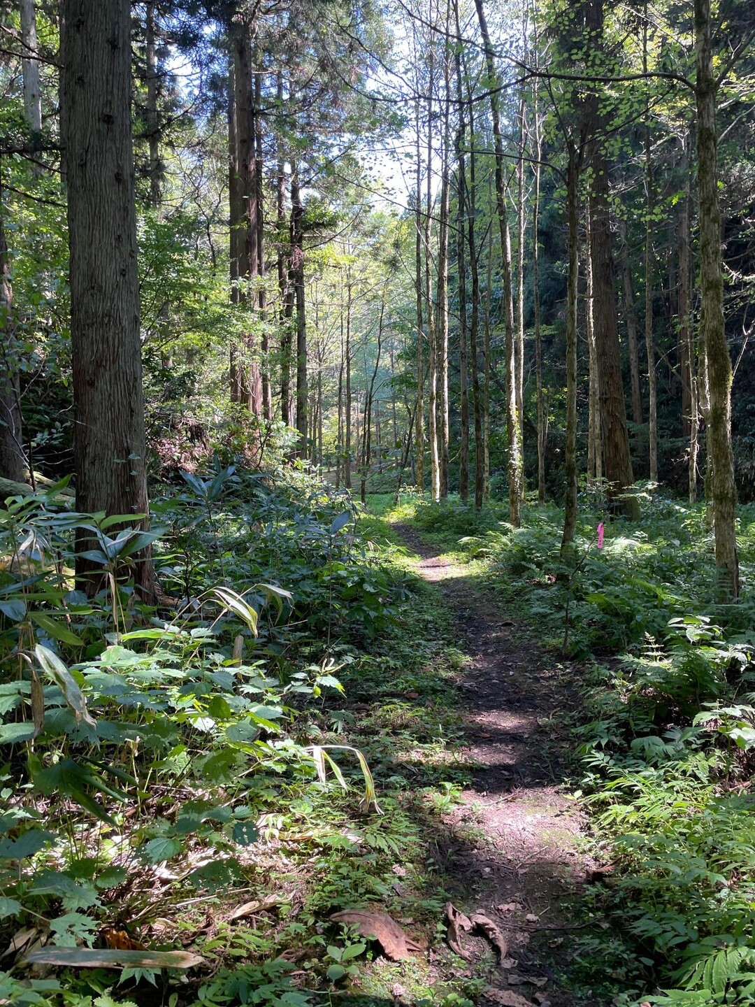 金比羅山×2 / Kuさんの菩提寺山・高立山・護摩堂山の活動データ | YAMAP / ヤマップ