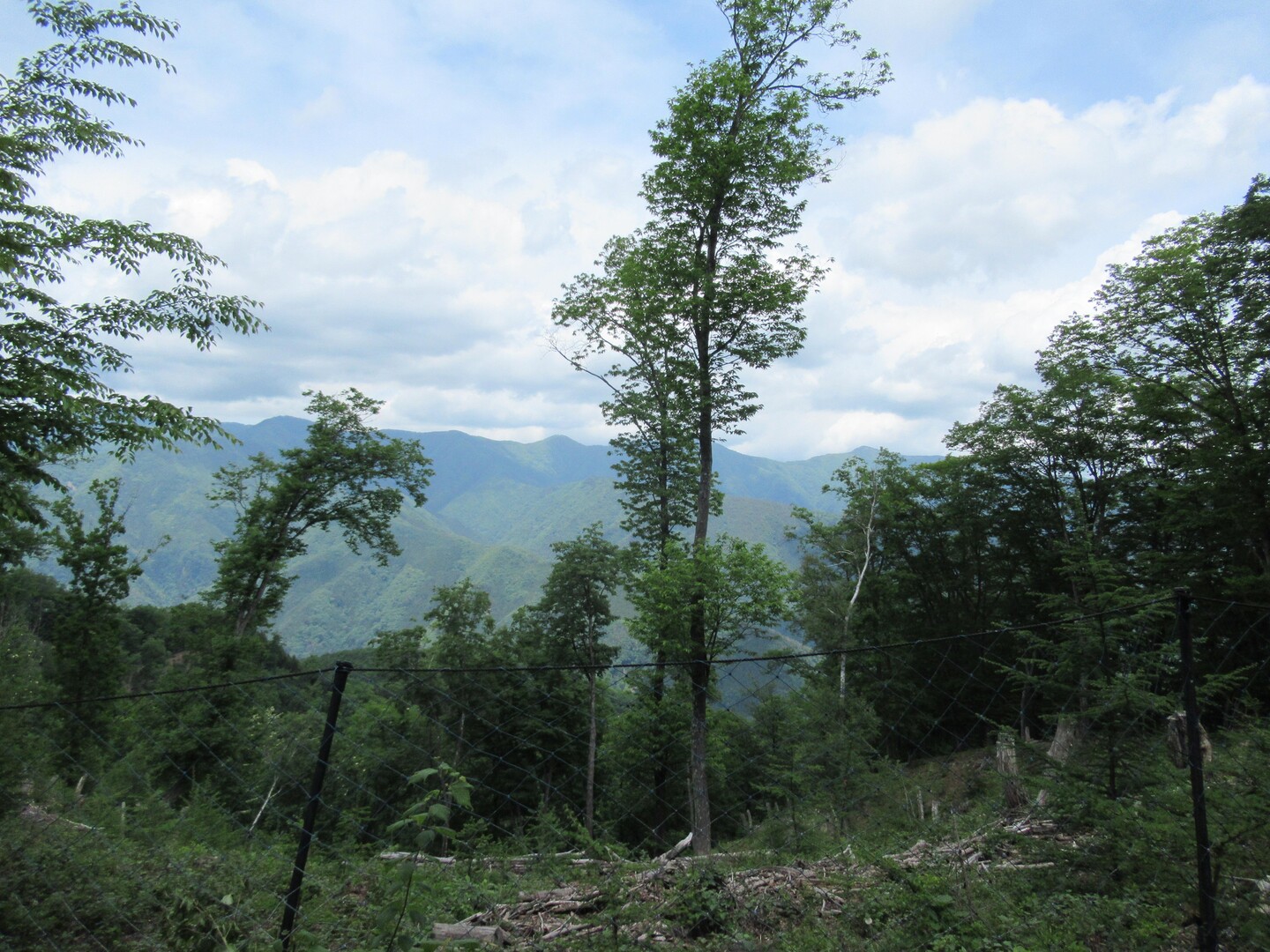 大寺山・タナグチ山・オオヤマト山・鹿倉山 / take-suzuさんの三頭山・槇寄山・土俵岳の活動データ | YAMAP / ヤマップ