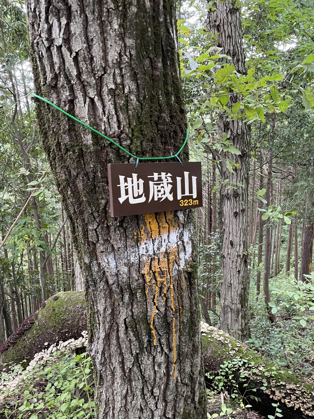 地蔵山・深沢山・勝峰山 / asuさんの大岳山・御岳山・御前山の活動データ | YAMAP / ヤマップ