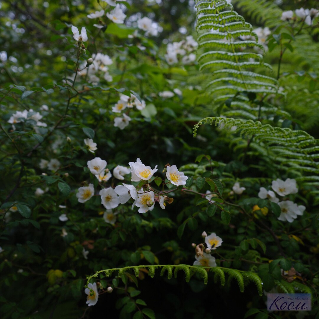 多賀大社・胡宮神社からの青龍山 / Koou.さんの青龍山の活動データ | YAMAP / ヤマップ
