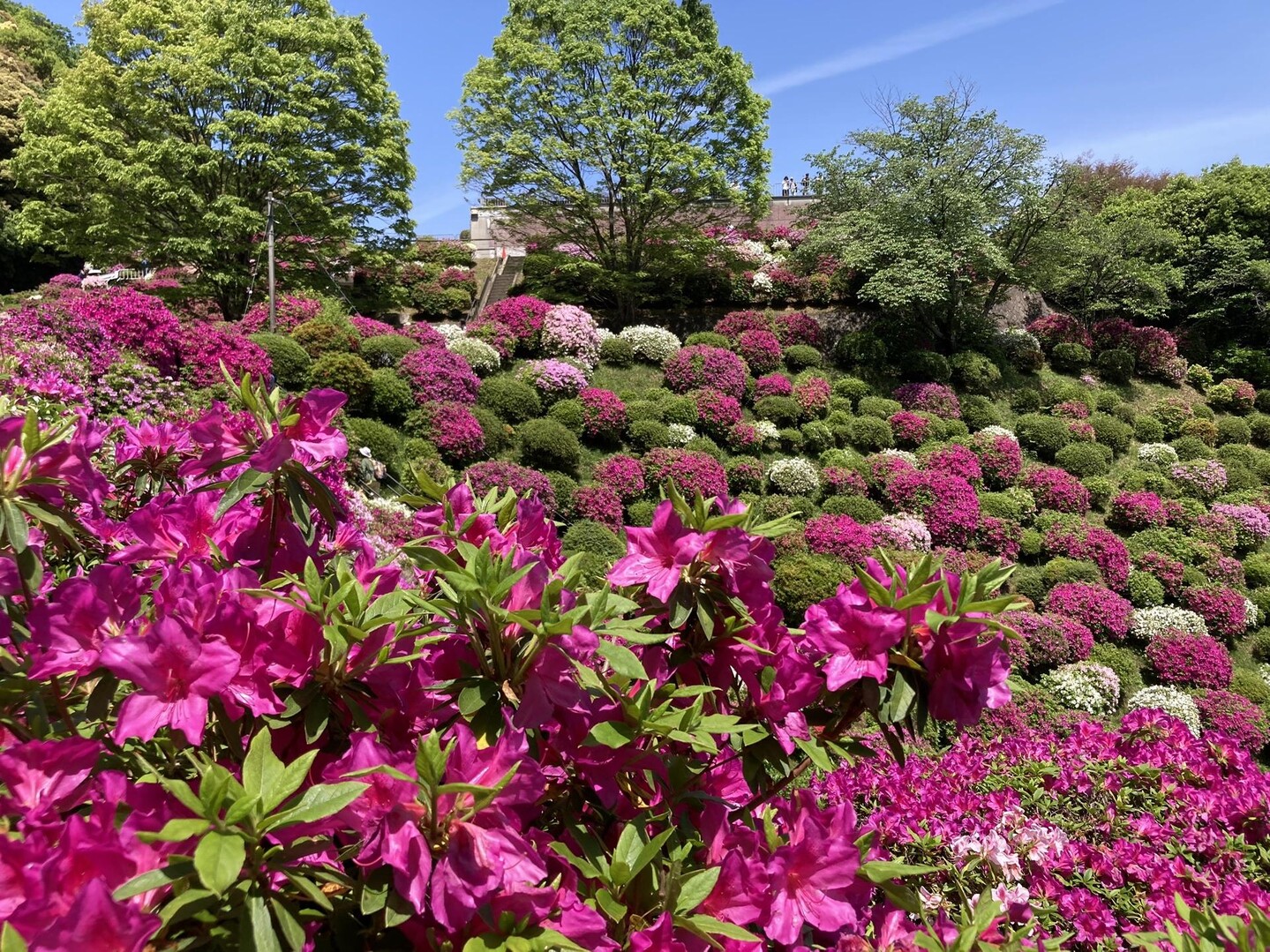 蹴上の つつじ / keloさんの京都一周トレイルの活動データ | YAMAP / ヤマップ