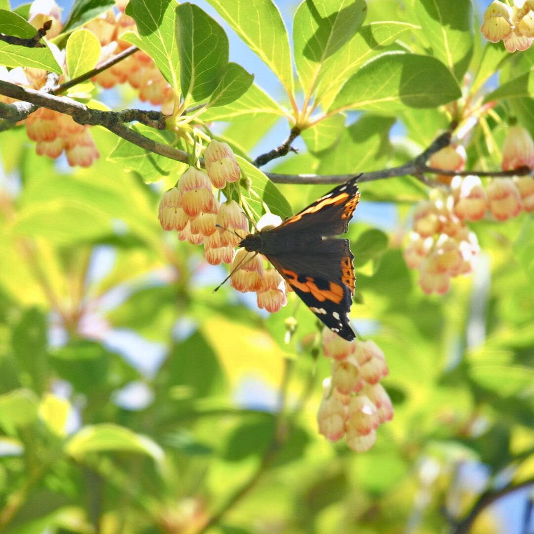小貝月山・貝月山 / shouichiさんの貝月山の活動データ | YAMAP / ヤマップ