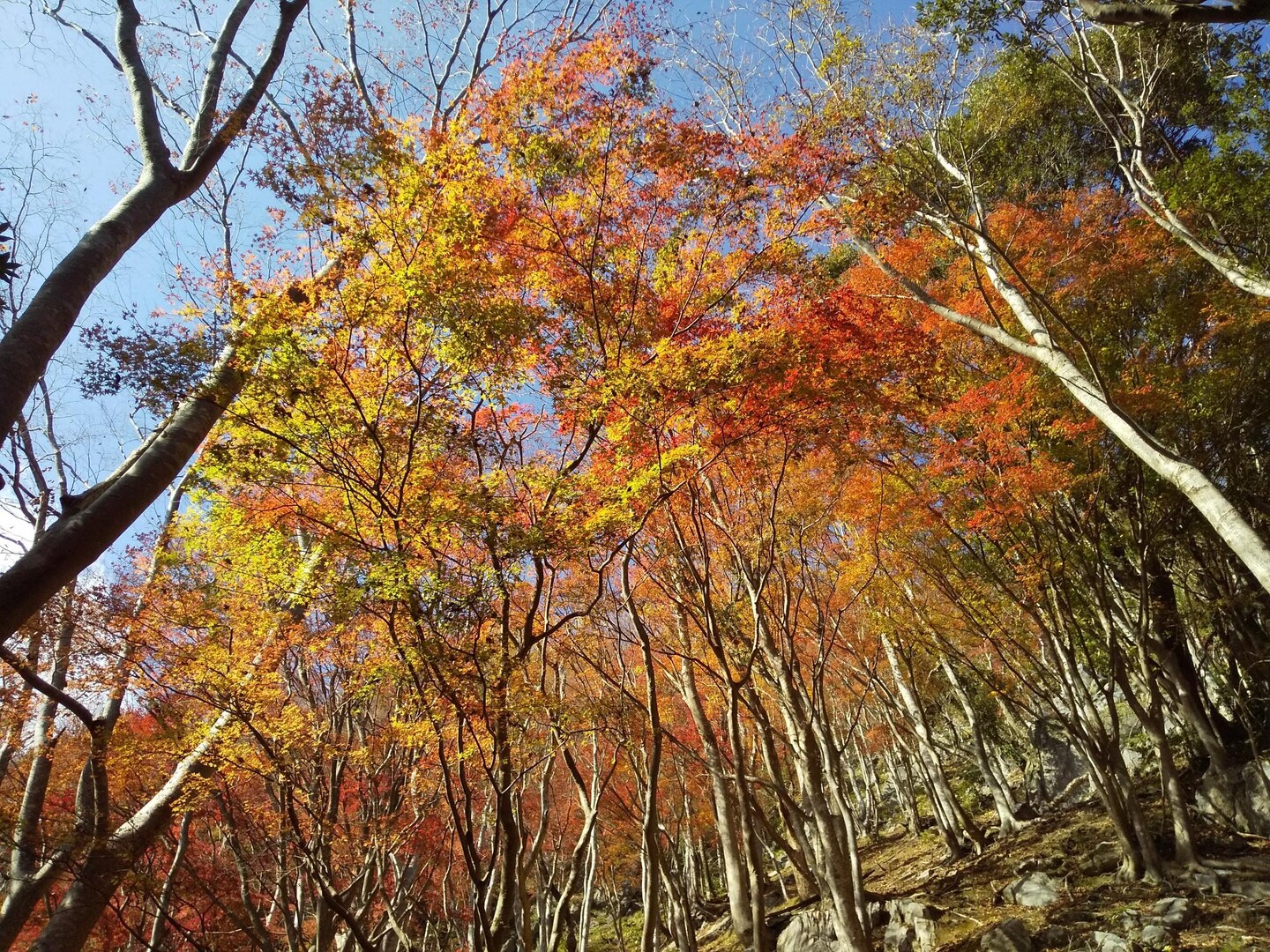網掛山・大内の高 / ちぃちゃんさんの網掛山の活動データ | YAMAP / ヤマップ