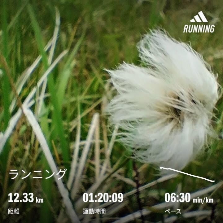 ワタスゲRun。 霧多布湿原のワタスゲが... / 山☆香（やまこう）さんのモーメント | YAMAP / ヤマップ